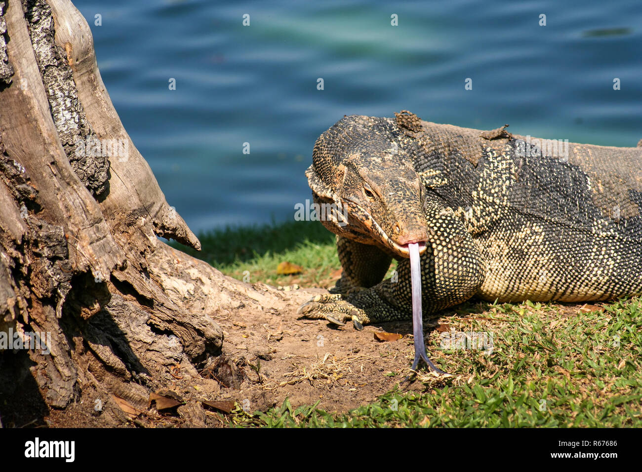Big Lizard close up Stock Photo - Alamy