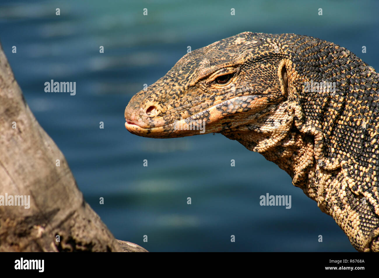 Big Lizard close up Stock Photo - Alamy