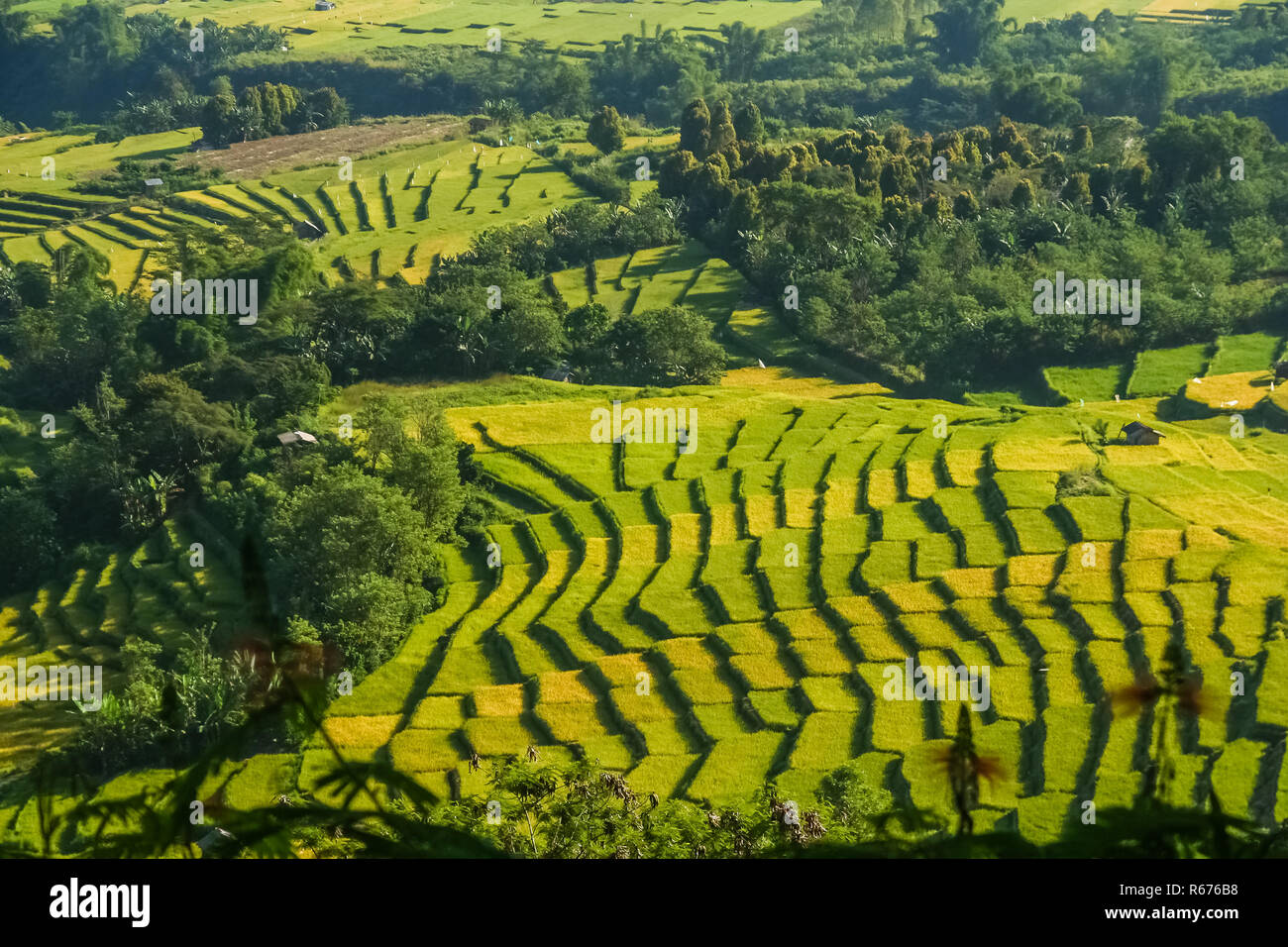 Rice Fields in Sumbava Stock Photo - Alamy