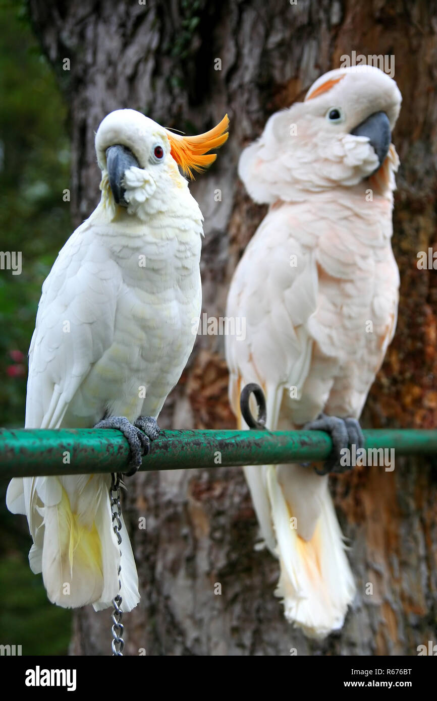 White Parrots in the zoo Stock Photo - Alamy