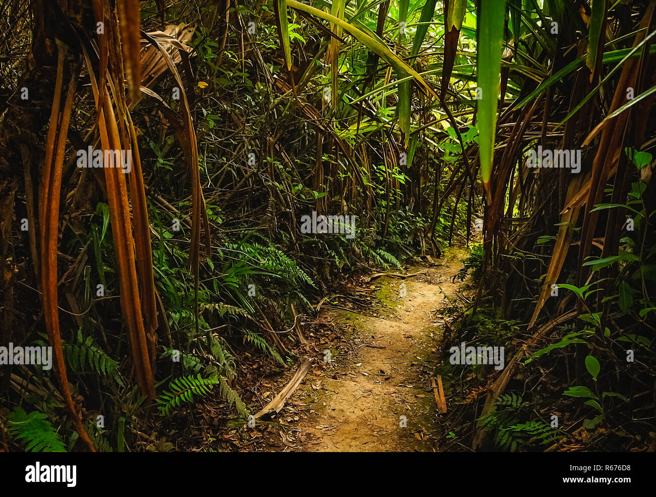 Wild flower sumatra indonesia hi-res stock photography and images - Alamy