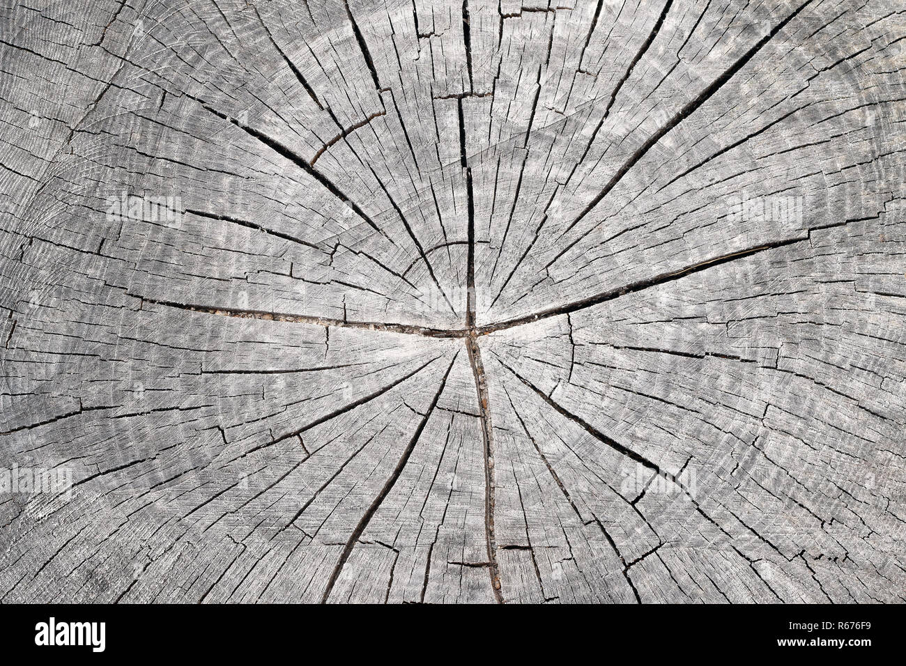 Tree rings annular rings hi-res stock photography and images - Alamy
