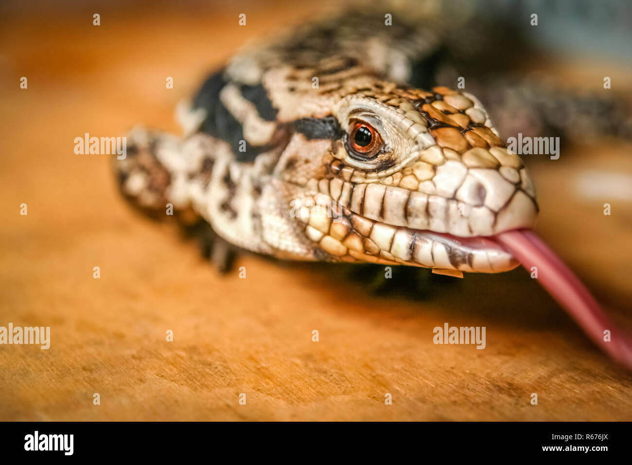 Small indonesian lizard Stock Photo - Alamy