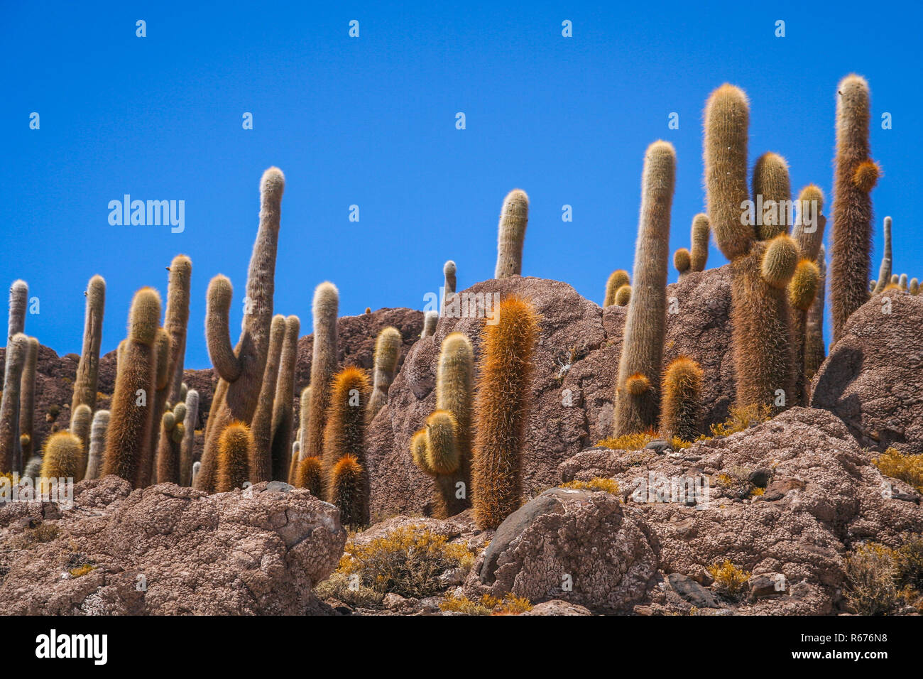 Cactus Island in Bolivia Stock Photo - Alamy