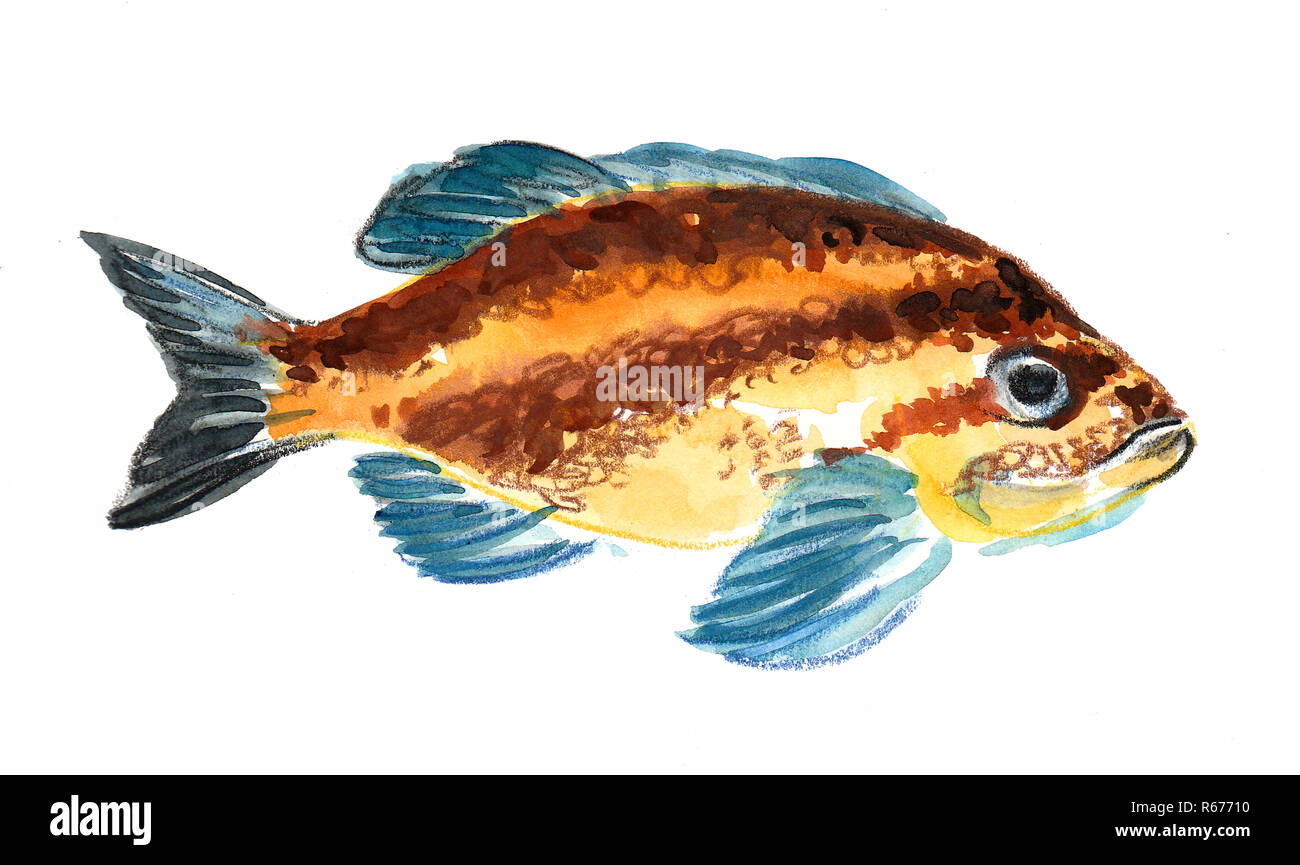 Watercolor painting of a tropical fish on white background Stock Photo ...