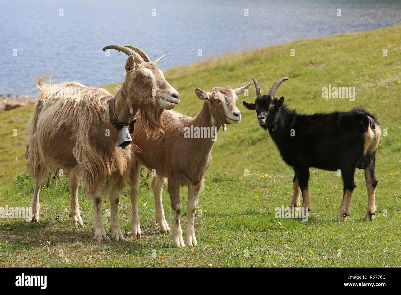 Three goats hi-res stock photography and images - Alamy