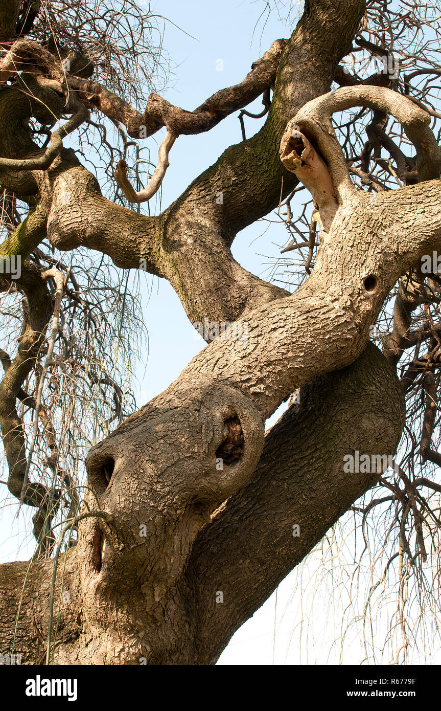 the foliage-free crown of a sophora tree in winter Stock Photo - Alamy