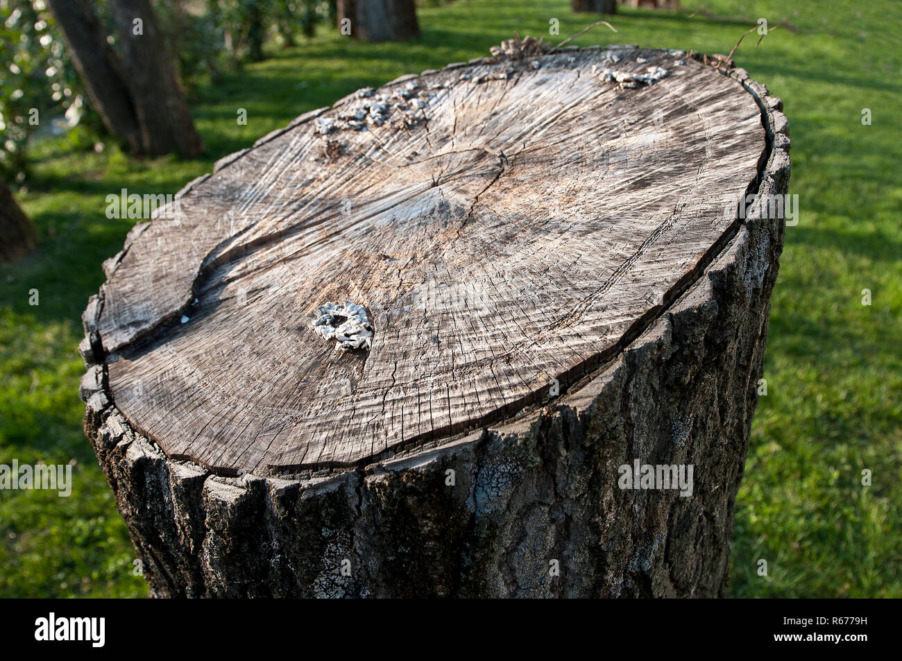 Cross section tree vector hi-res stock photography and images - Alamy
