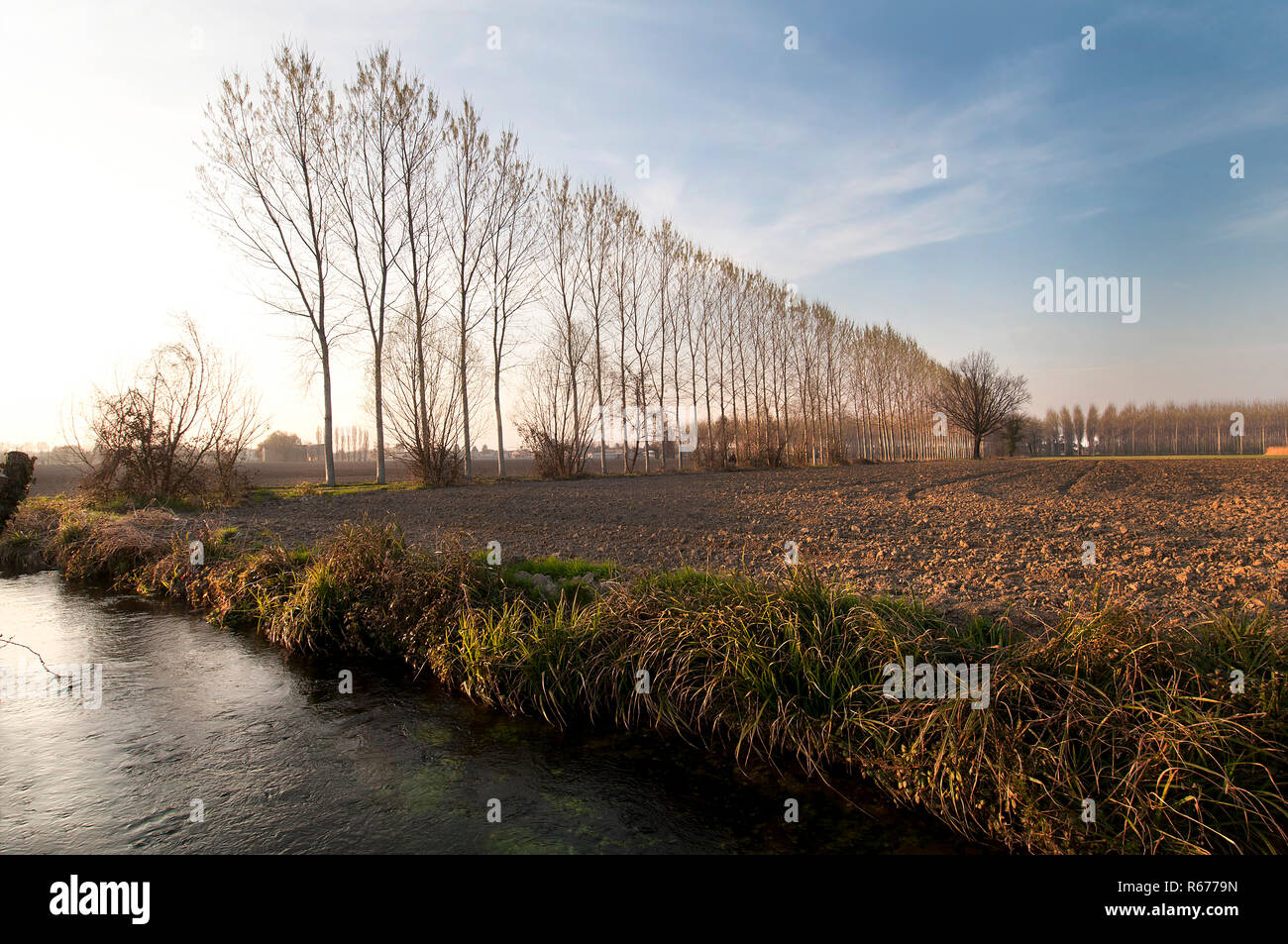 Poplar tree ring hi-res stock photography and images - Alamy
