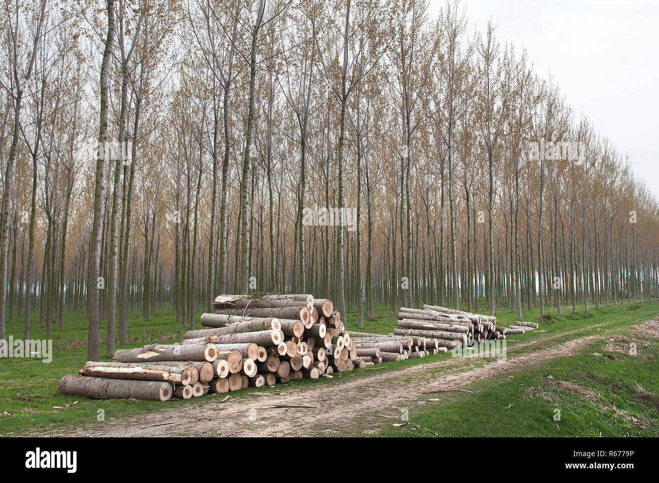 trunks cut in the countryside Stock Photo - Alamy