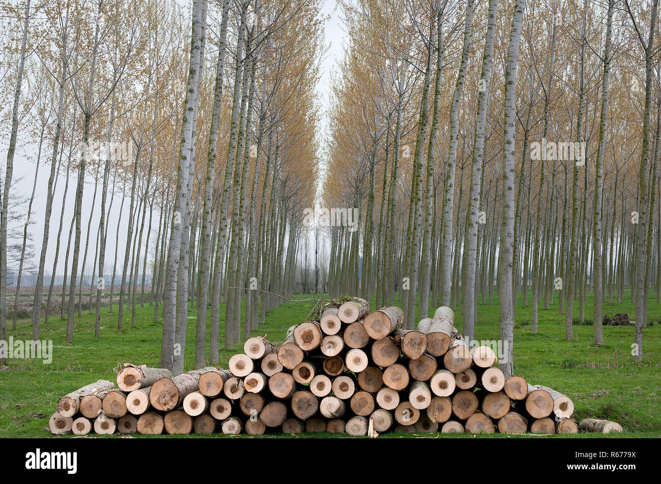 trunks cut in the countryside Stock Photo - Alamy