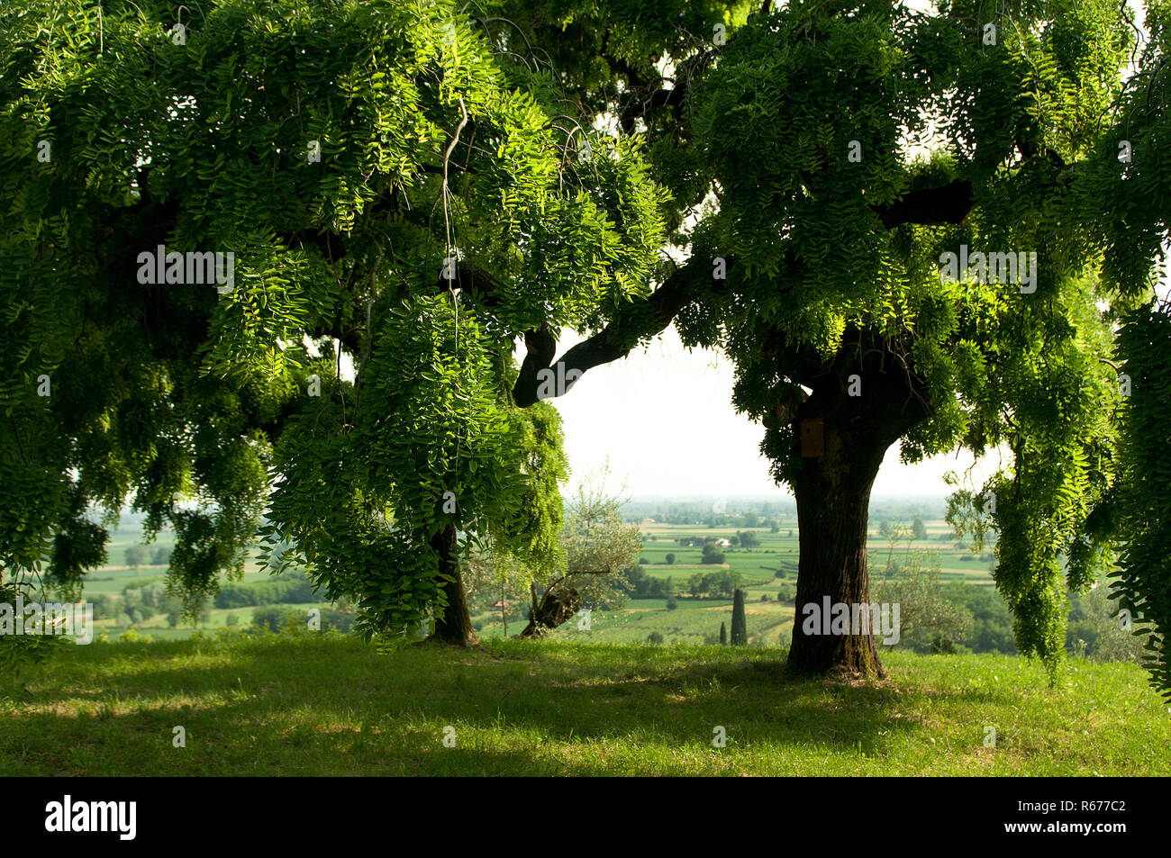 Acacia sophora japonica flower hi-res stock photography and images - Alamy