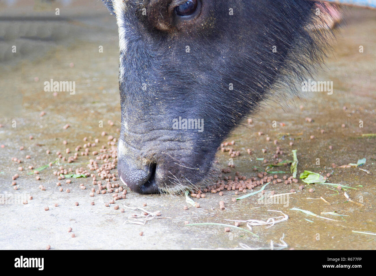 Buffalo eat food on the floor Stock Photo - Alamy