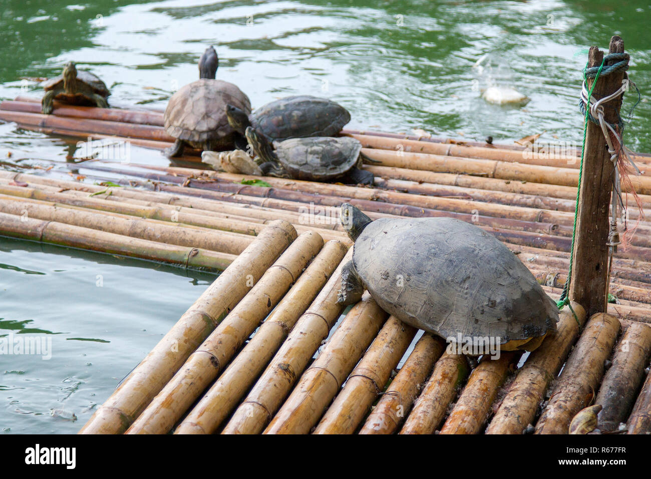 Many turtles are floating on floats Stock Photo - Alamy