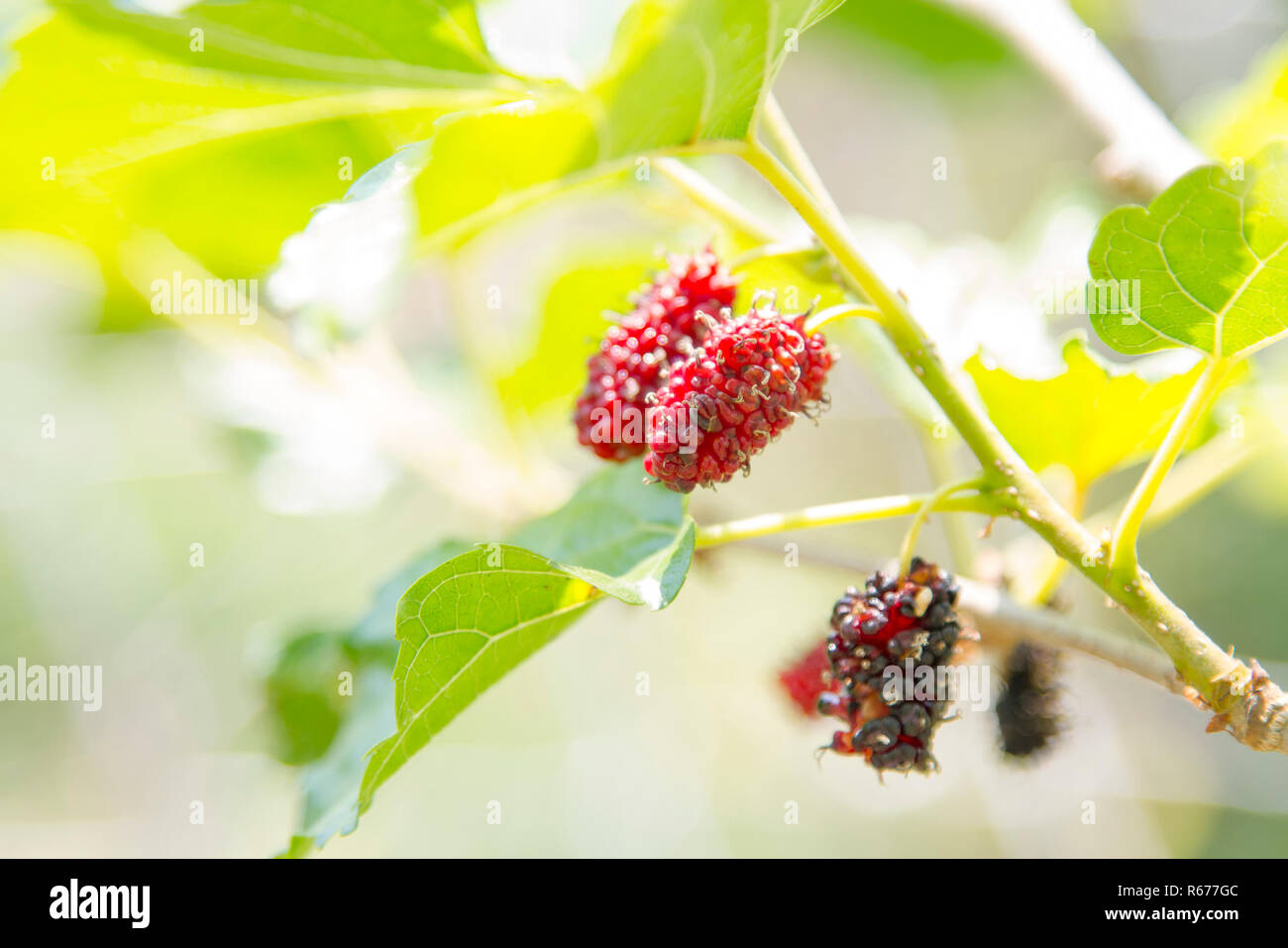 Mulberry fruits in nature backgrounds Stock Photo - Alamy