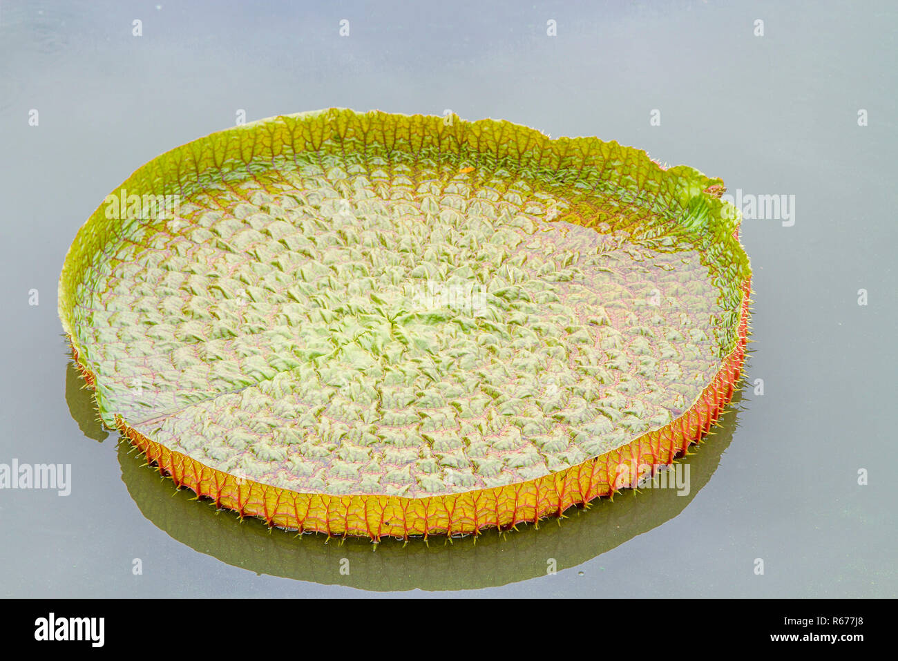 Victoria regia peru hi-res stock photography and images - Alamy