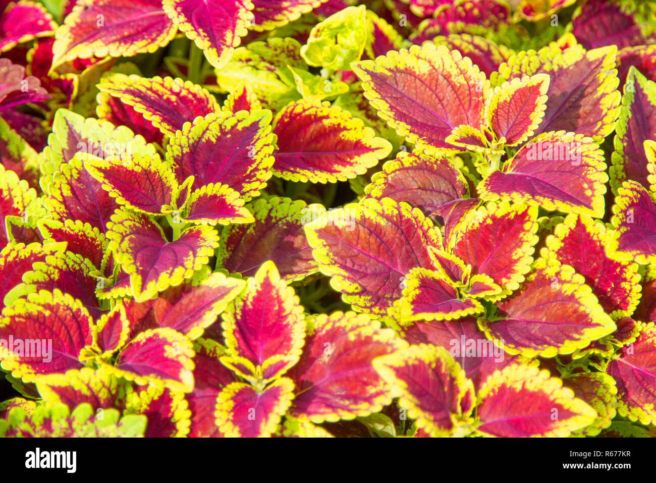Red leaves, green edges, many beautiful leaves Stock Photo - Alamy
