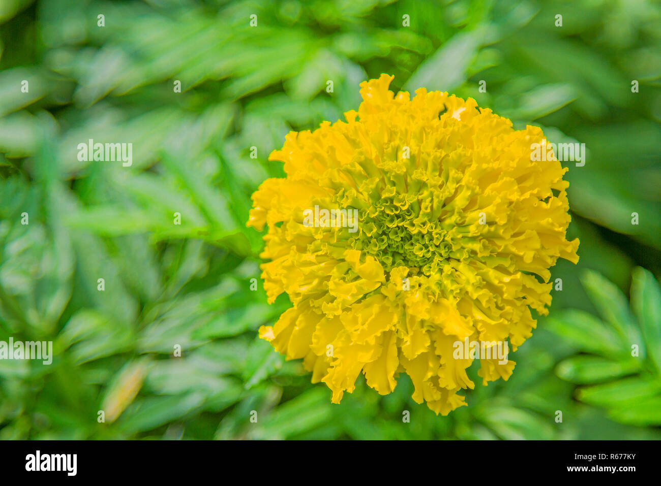 One yellow flower With a green leaf background Stock Photo - Alamy