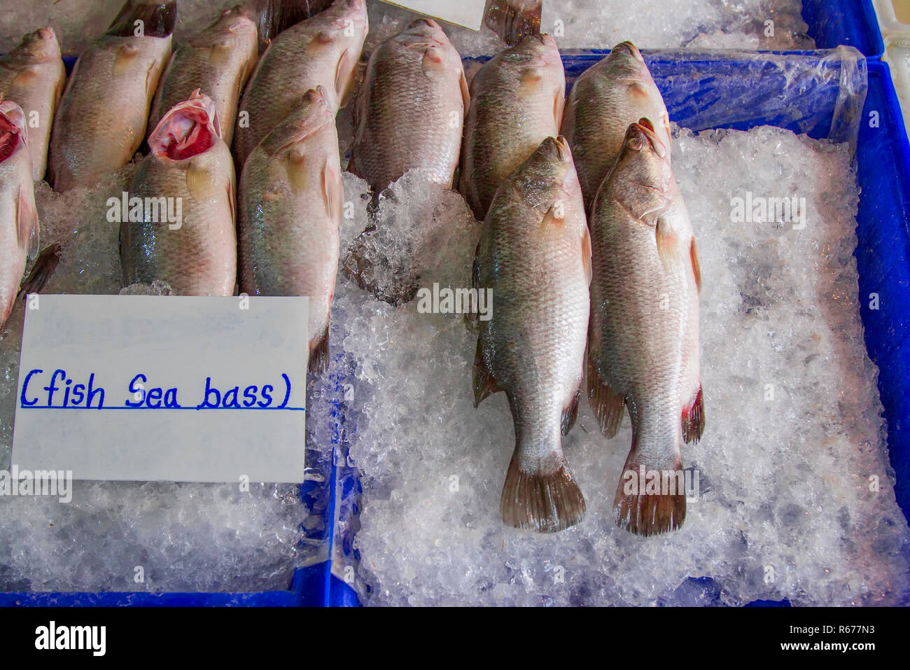Frozen sea bass In a blue pickup Stock Photo - Alamy