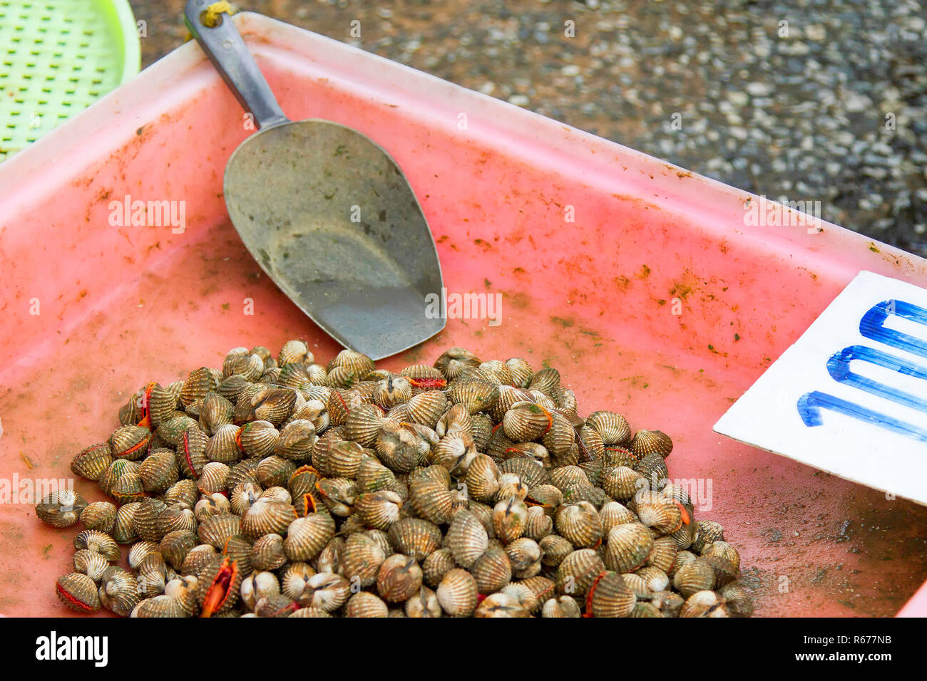 Live cockle in a pink pickup with scoop Stock Photo - Alamy
