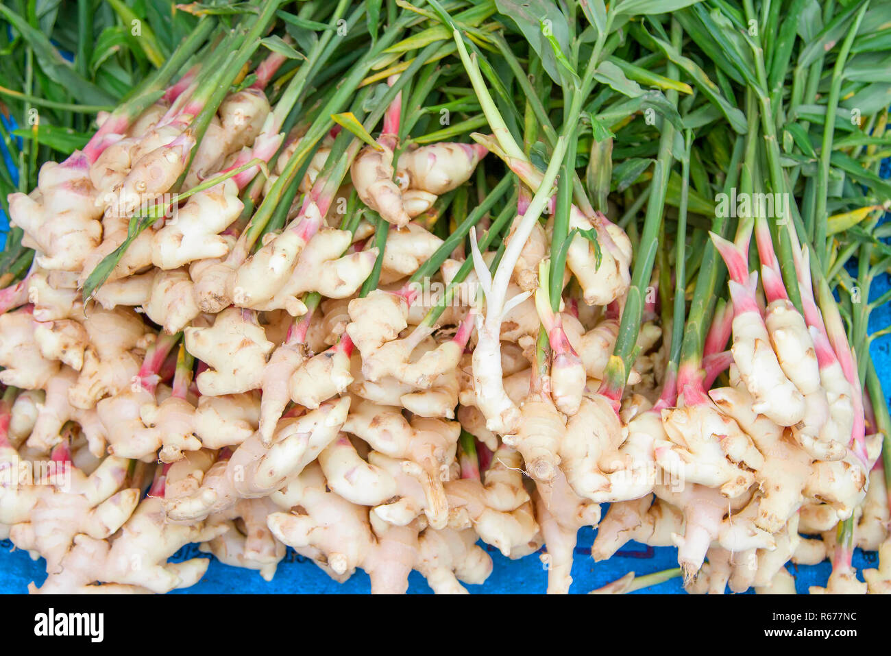 Ginger root isolated stalk hi-res stock photography and images - Alamy