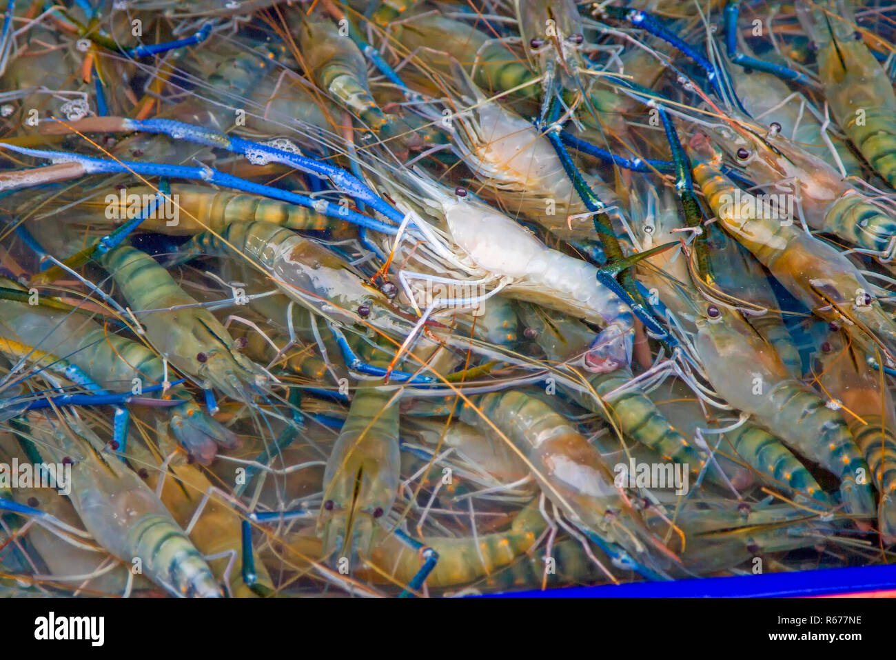 Seafood fresh shrimp with many live clams Stock Photo - Alamy