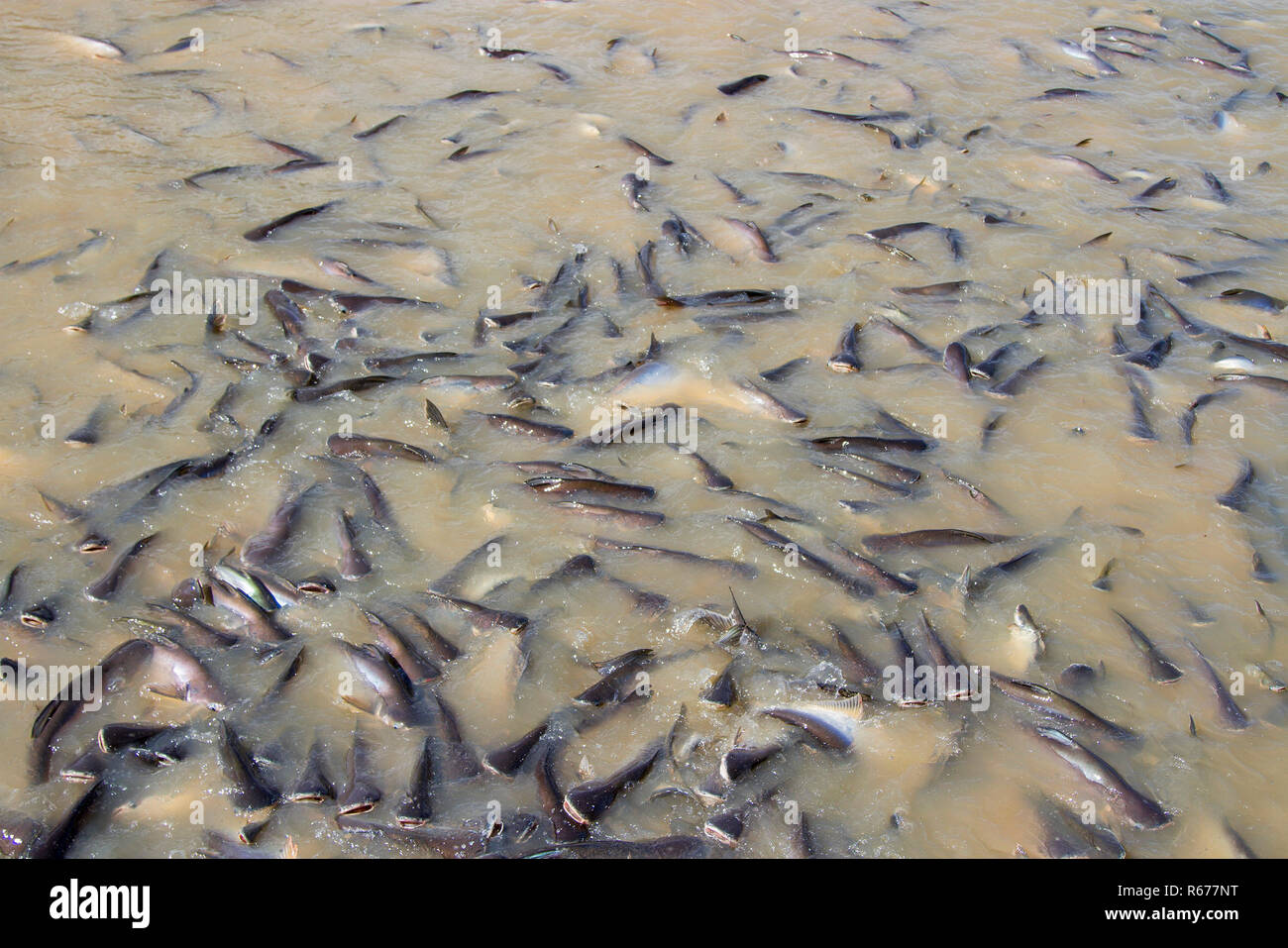 Many fish in the river eat food Stock Photo - Alamy