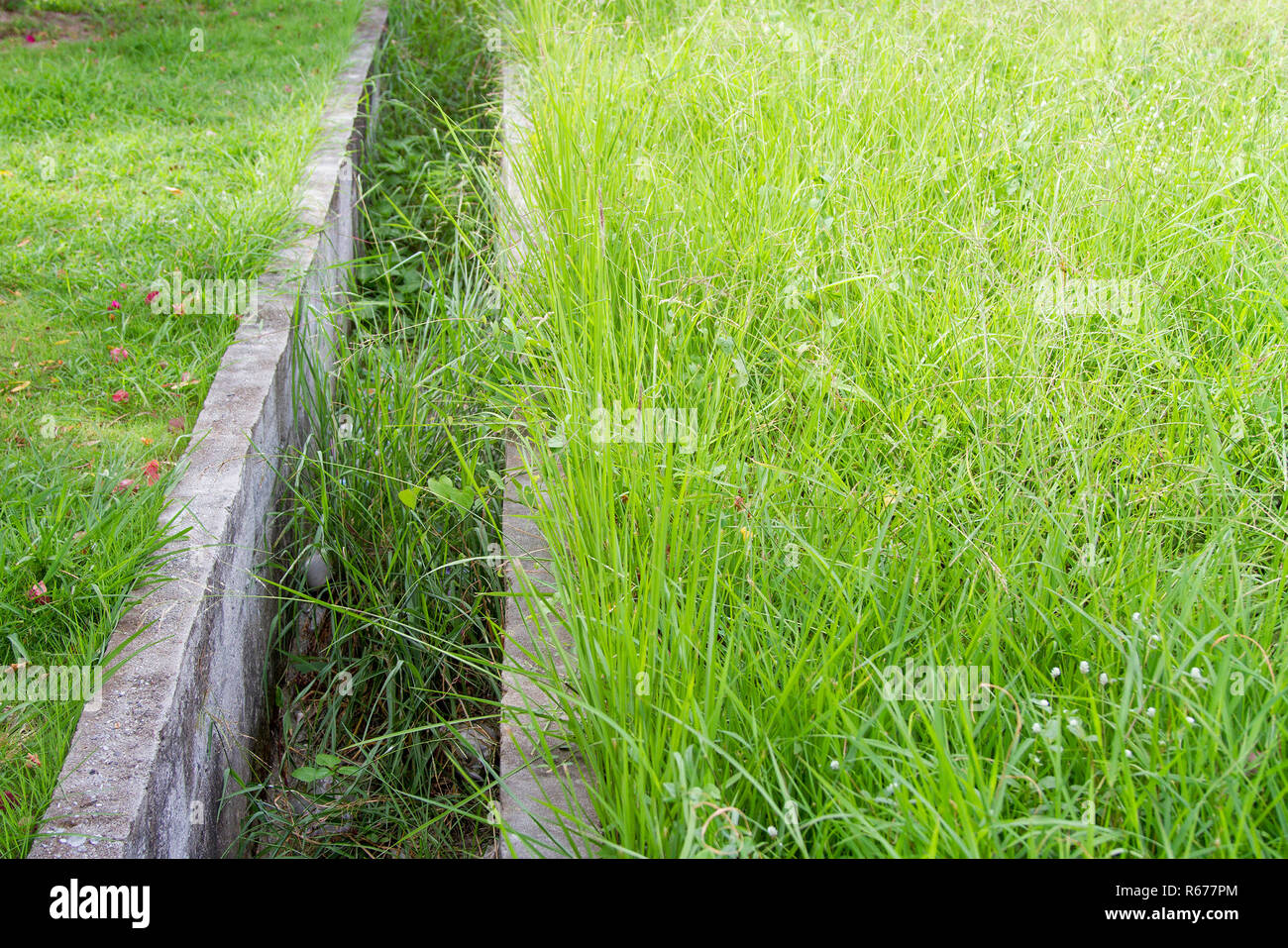 Cement water groove in the wild grass Stock Photo - Alamy