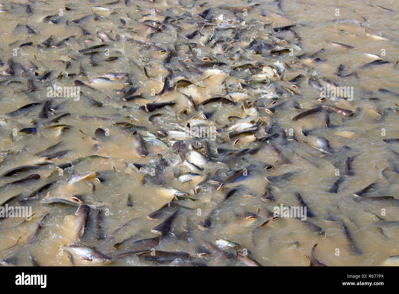 Many fish in the river eat food Stock Photo - Alamy