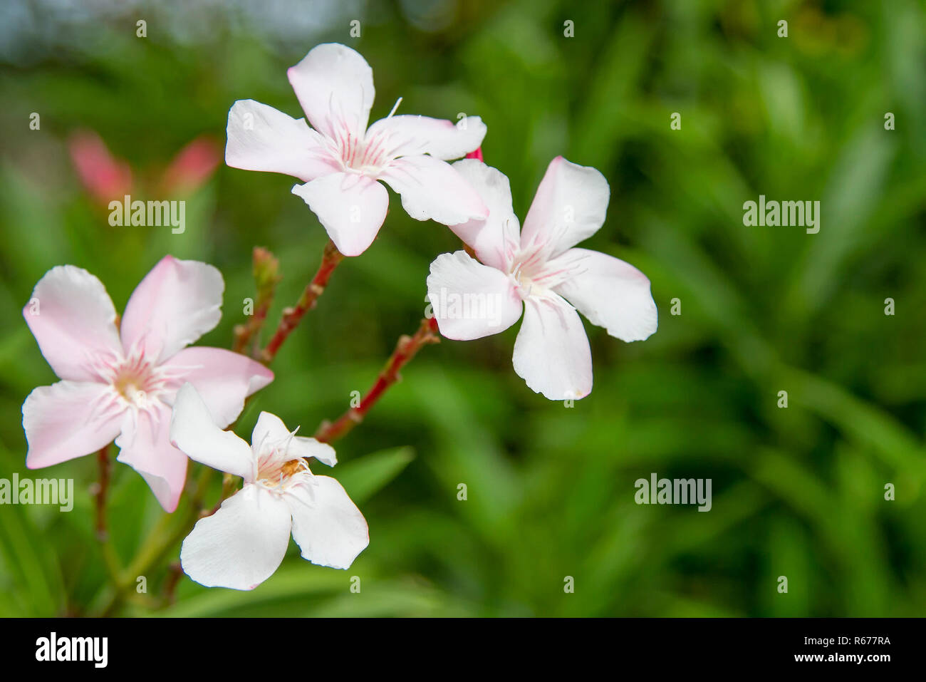 Bleeding apple hi-res stock photography and images - Alamy