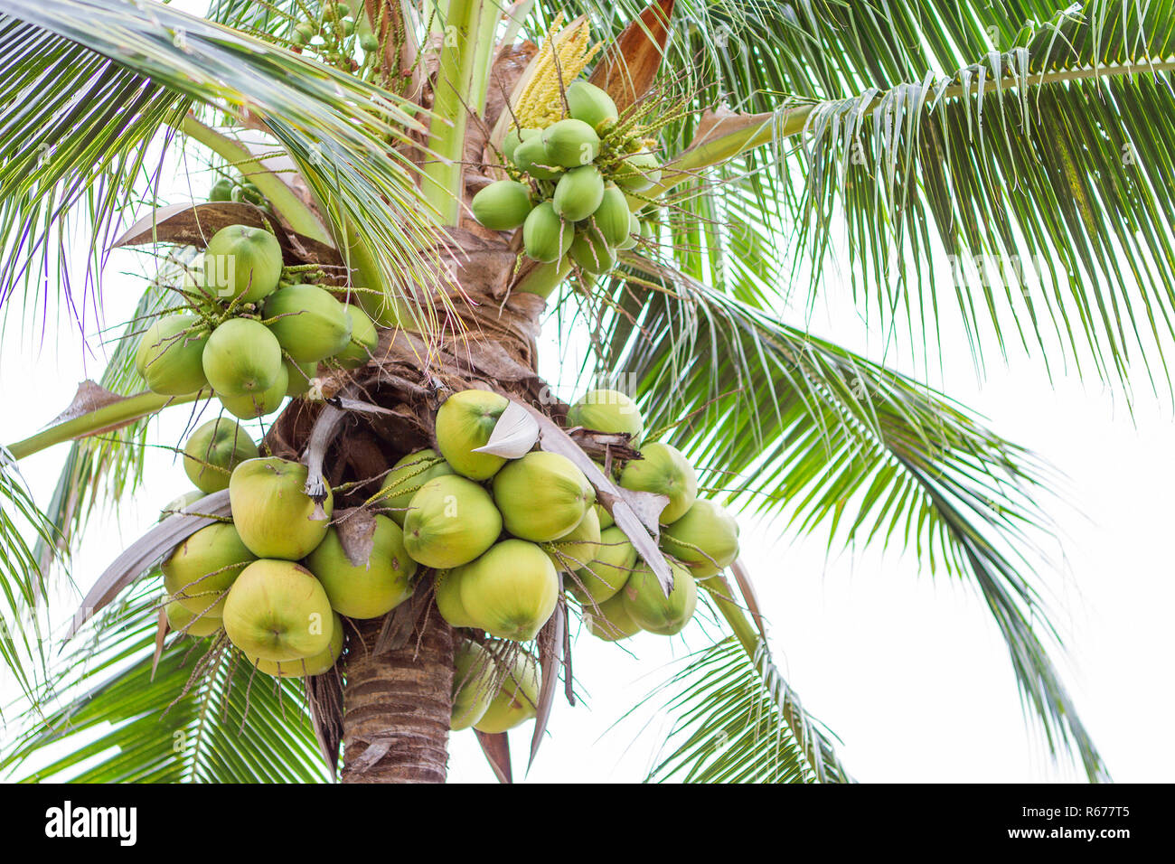 Coconut on the tree looking from under the tree Stock Photo - Alamy