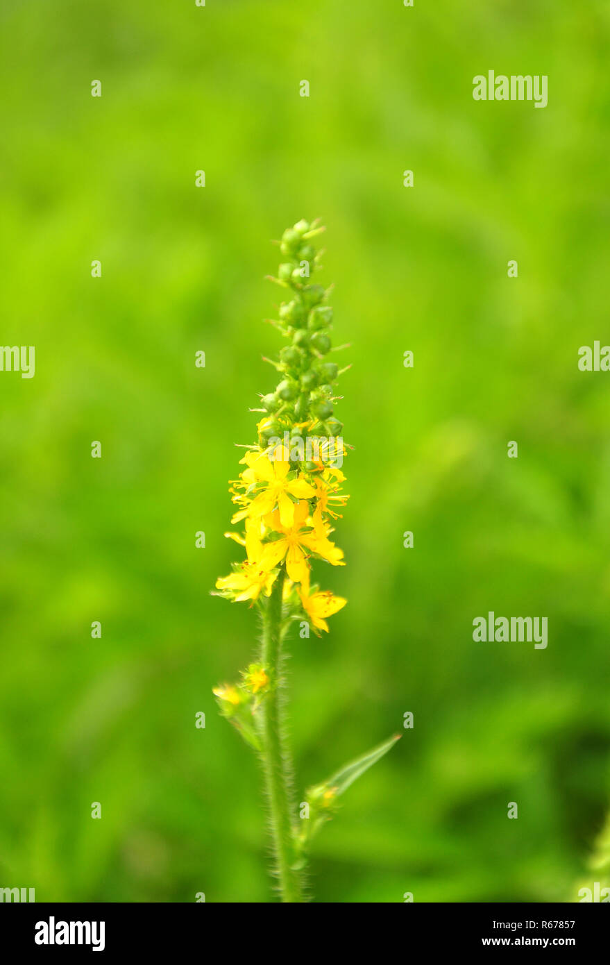 common agrimony (agrimonia eupatoria Stock Photo - Alamy