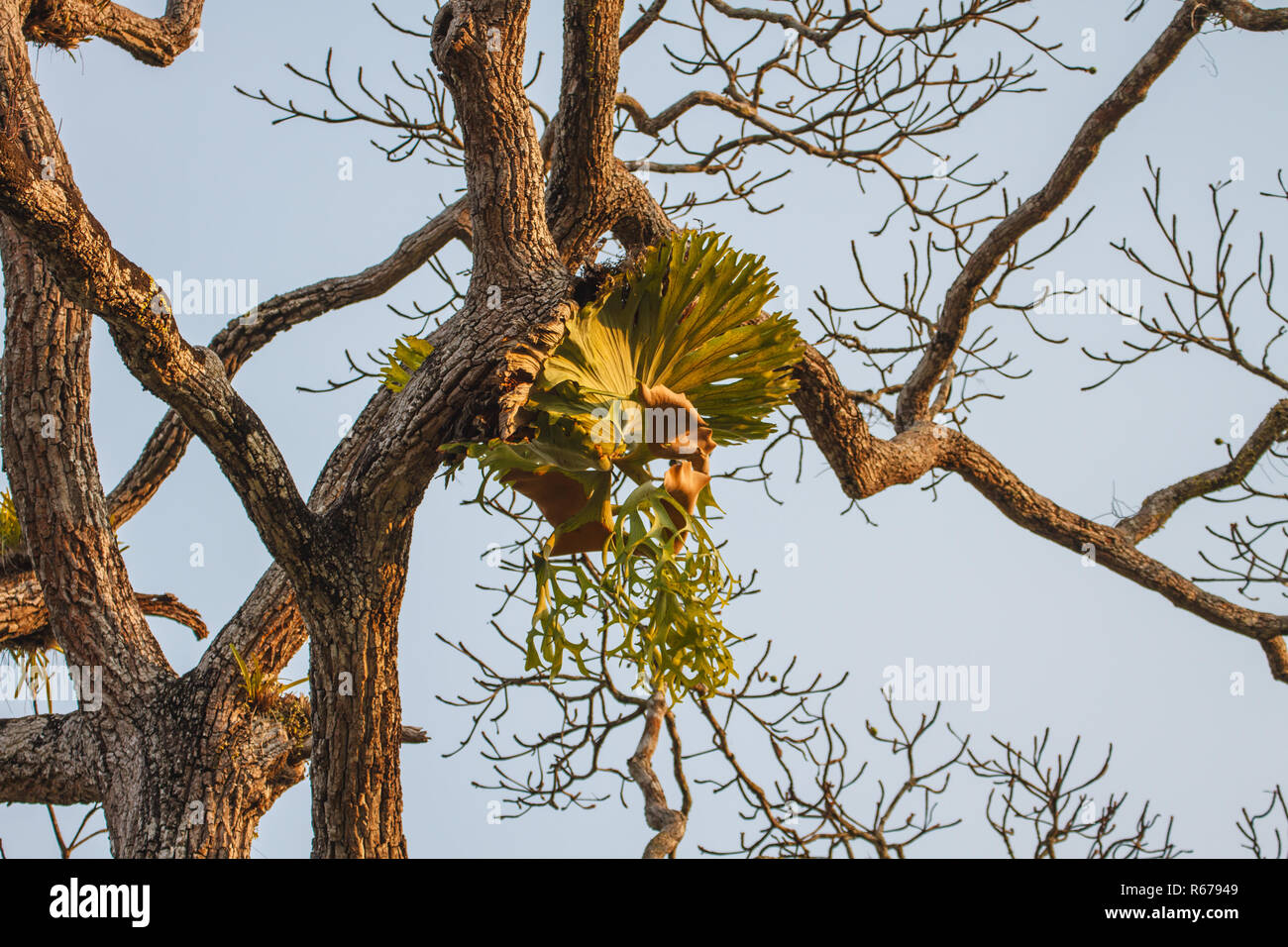 Crown Staghorn on tree Stock Photo - Alamy