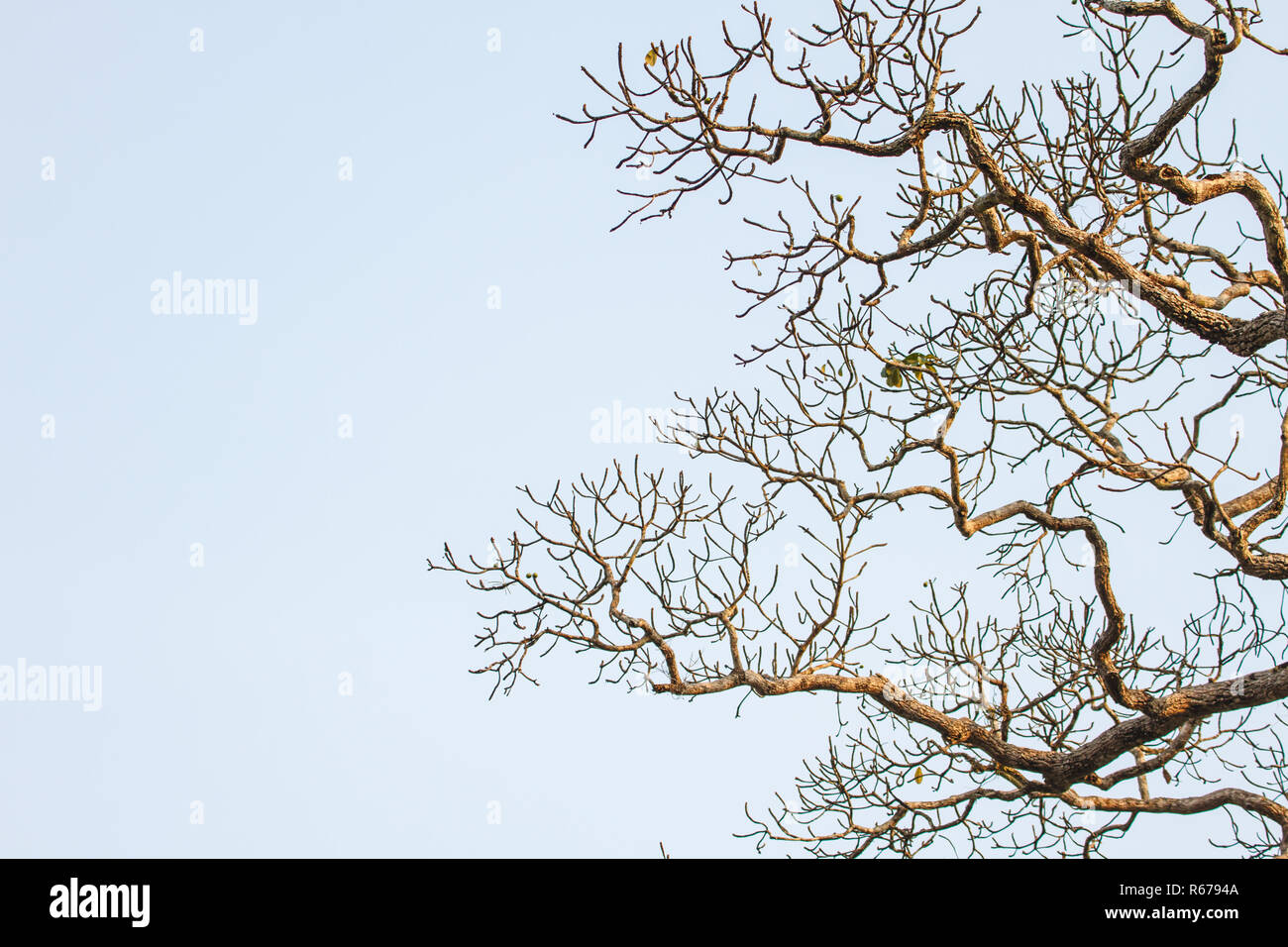 tree and blue sky background Stock Photo - Alamy