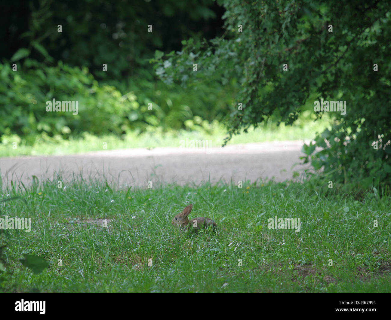 Shot rabbits hi-res stock photography and images - Alamy