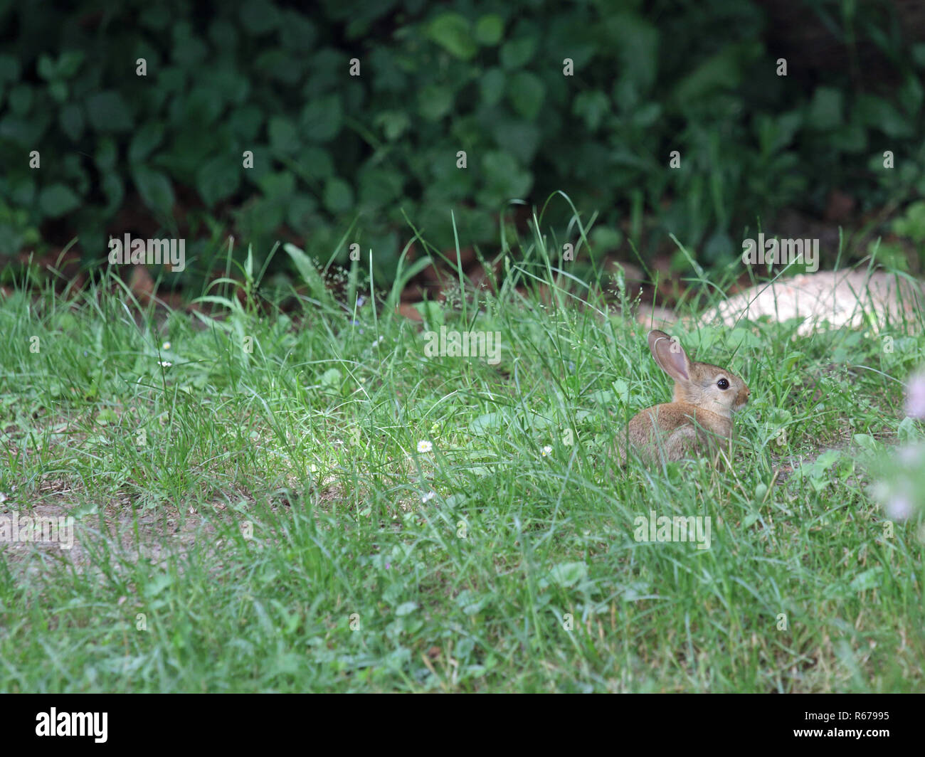 Shot rabbits hi-res stock photography and images - Alamy