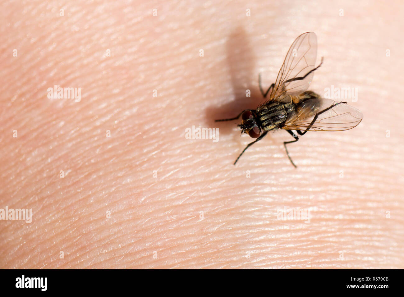fly on human skin Stock Photo - Alamy