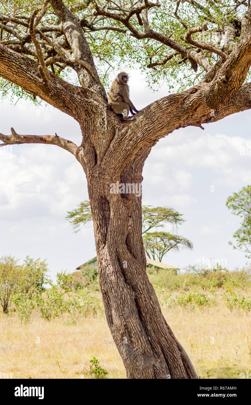Isolated baboon sitting on a tree in the savannah of Masai Mara Park in ...