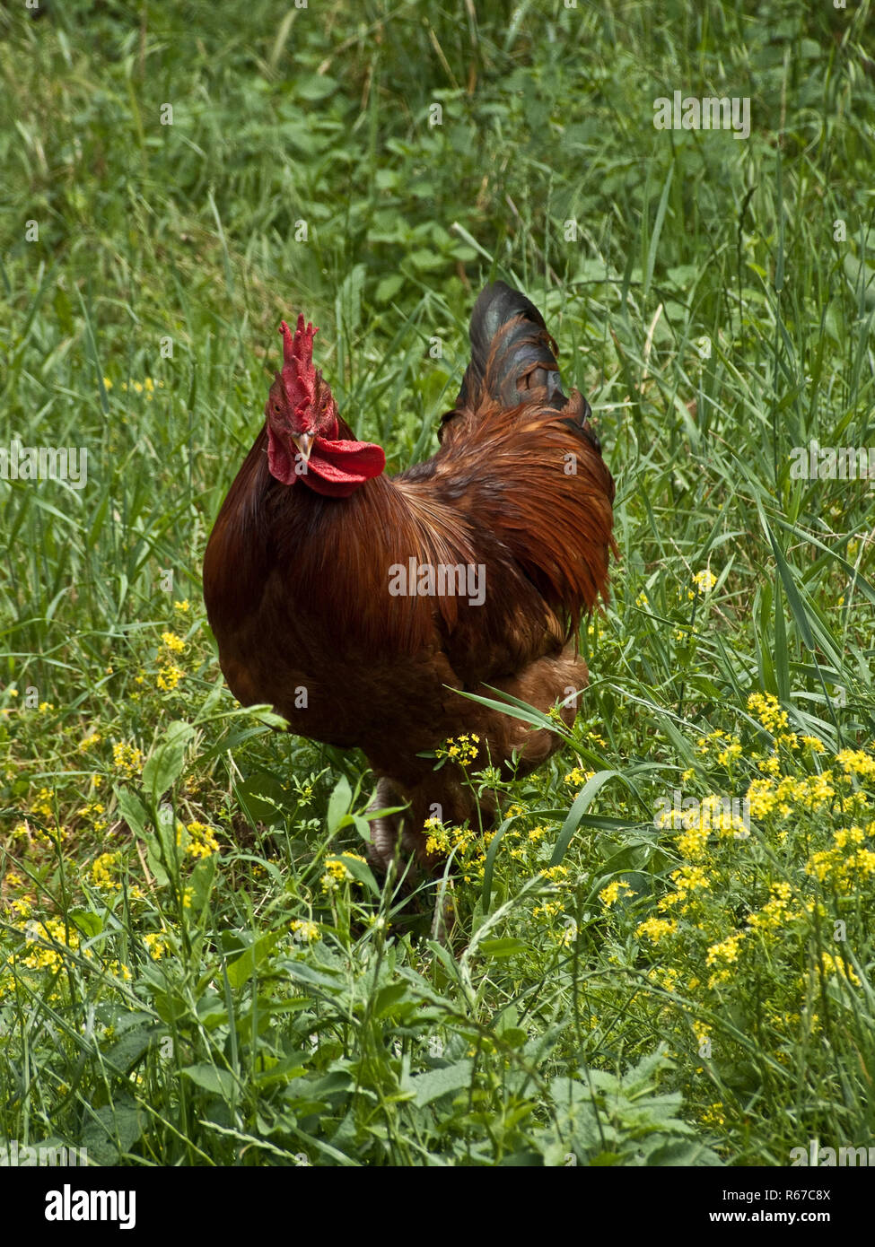 Rooster acting as a poser Stock Photo - Alamy