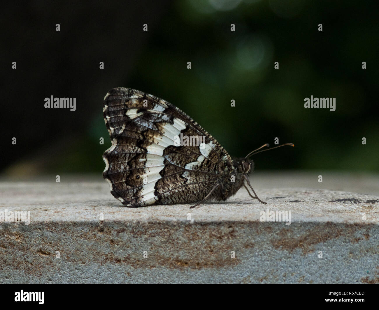 A butterfly with amazing wings Stock Photo - Alamy