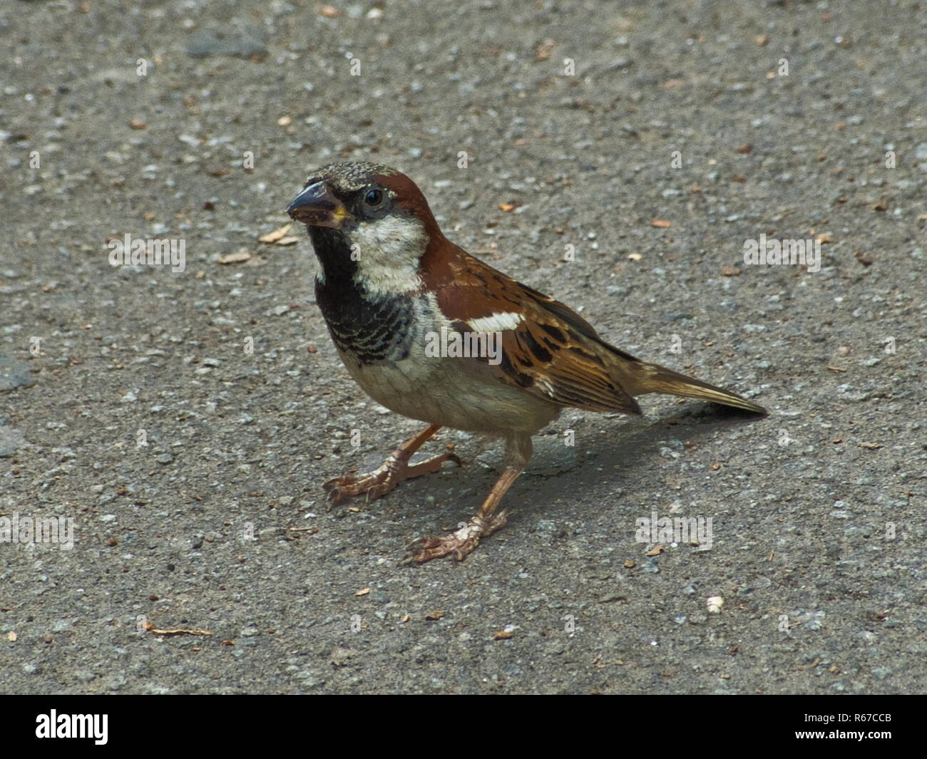 Black neck sparrow hi-res stock photography and images - Alamy