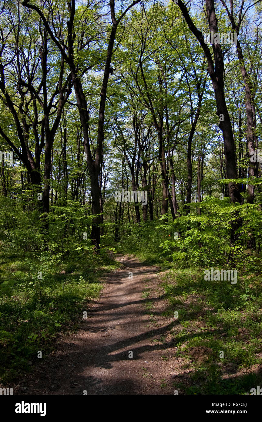 Path through forest Stock Photo - Alamy