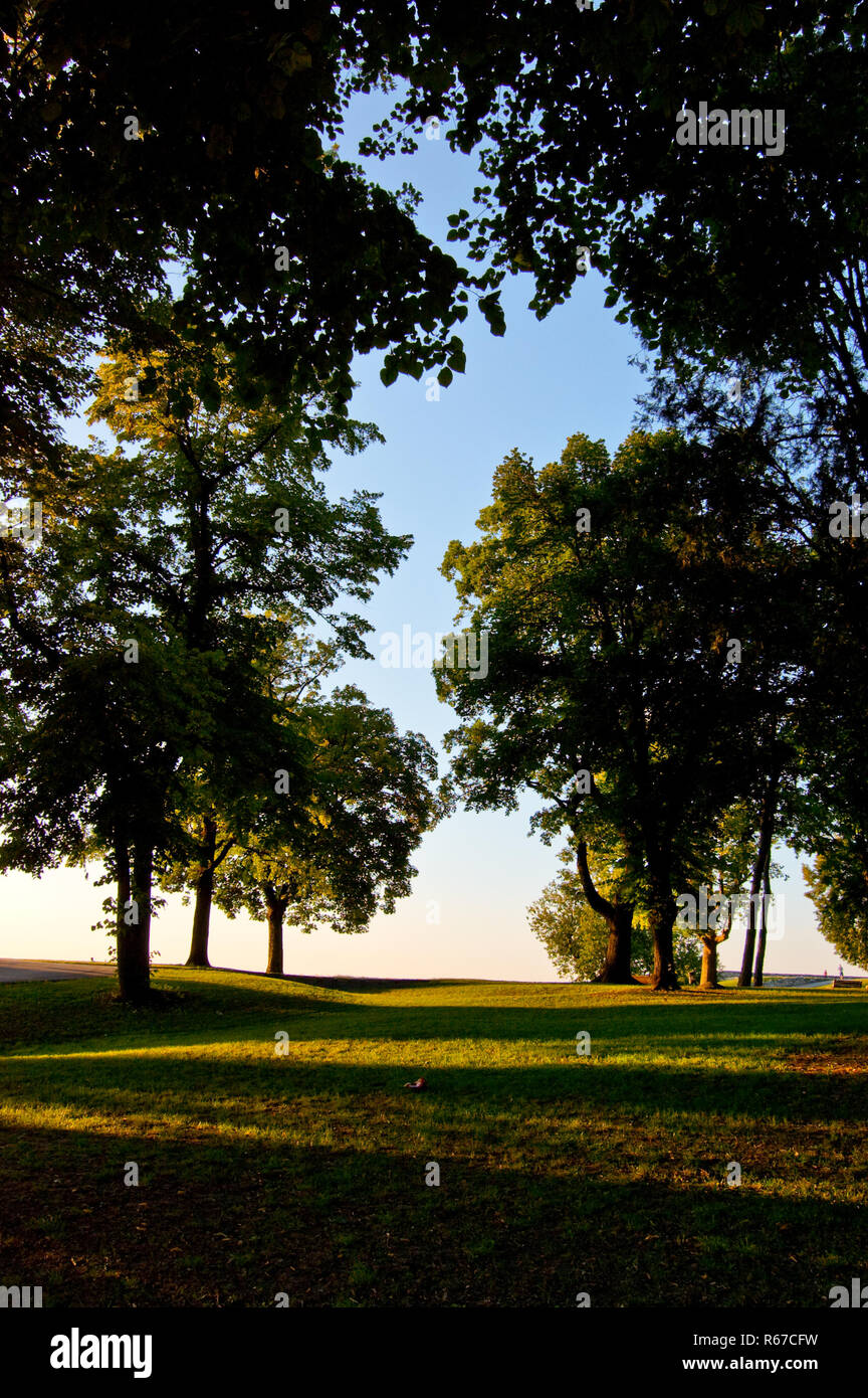 Sun hiding behind tree branches Stock Photo - Alamy