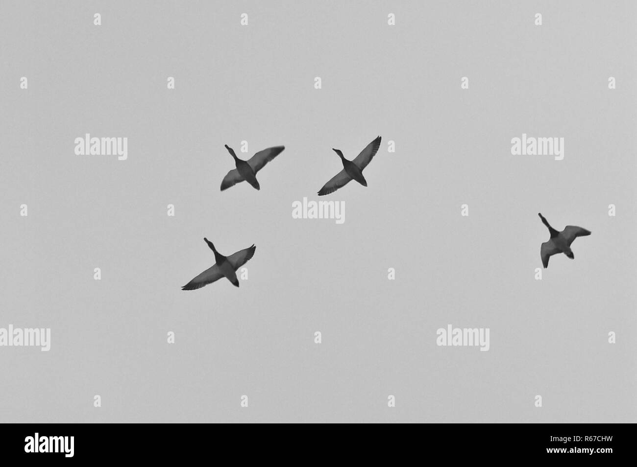 Flying birds group Black and White Stock Photos & Images - Alamy