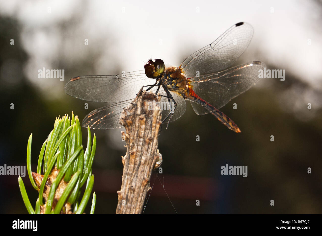 Snake fly hi-res stock photography and images - Alamy