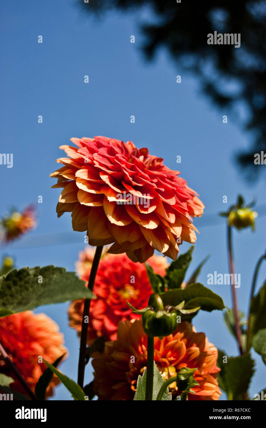 Bathing in the sun hi-res stock photography and images - Alamy