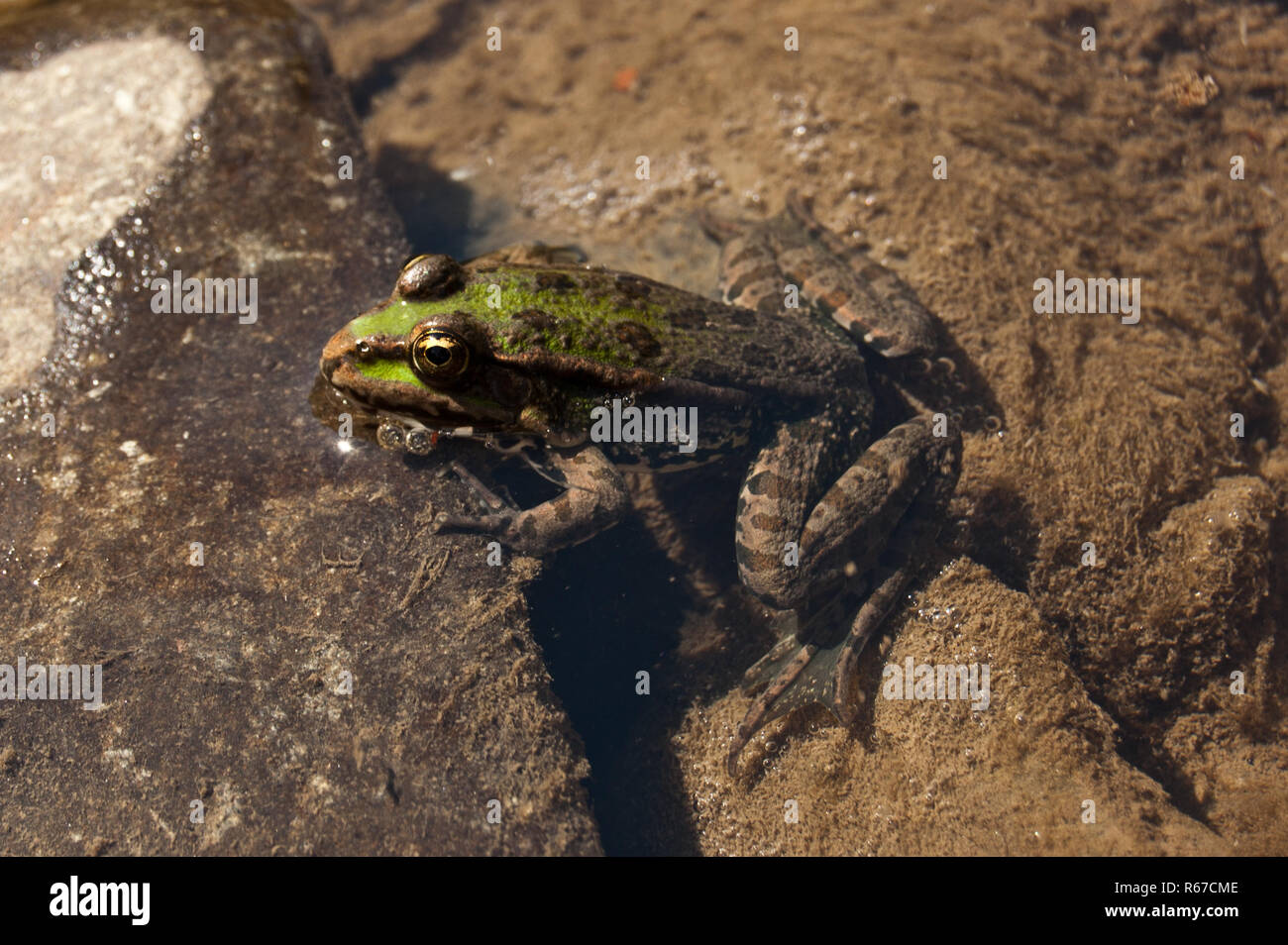 A close up of a frog in a river Stock Photo - Alamy