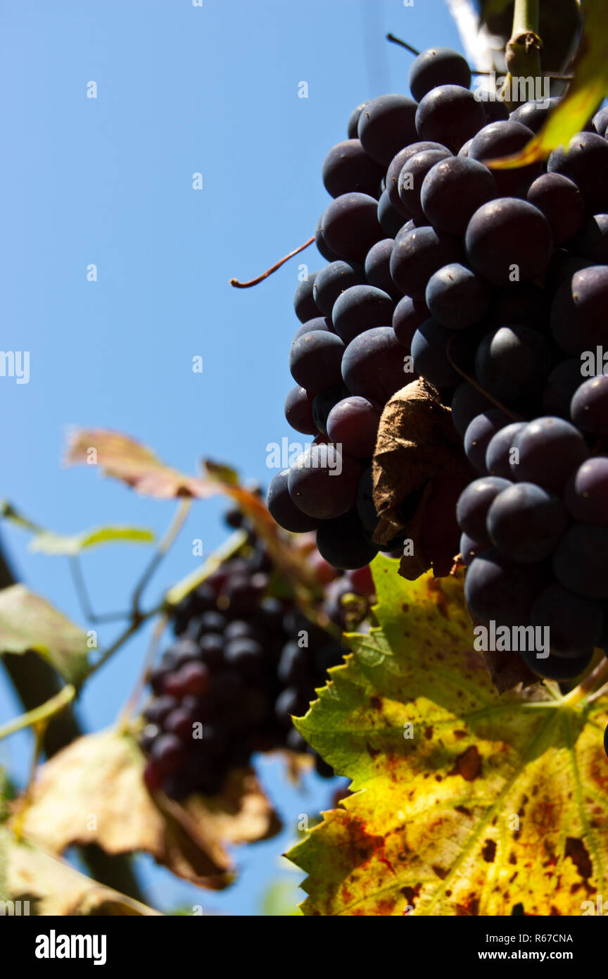 The sour grapes bunch hi-res stock photography and images - Alamy