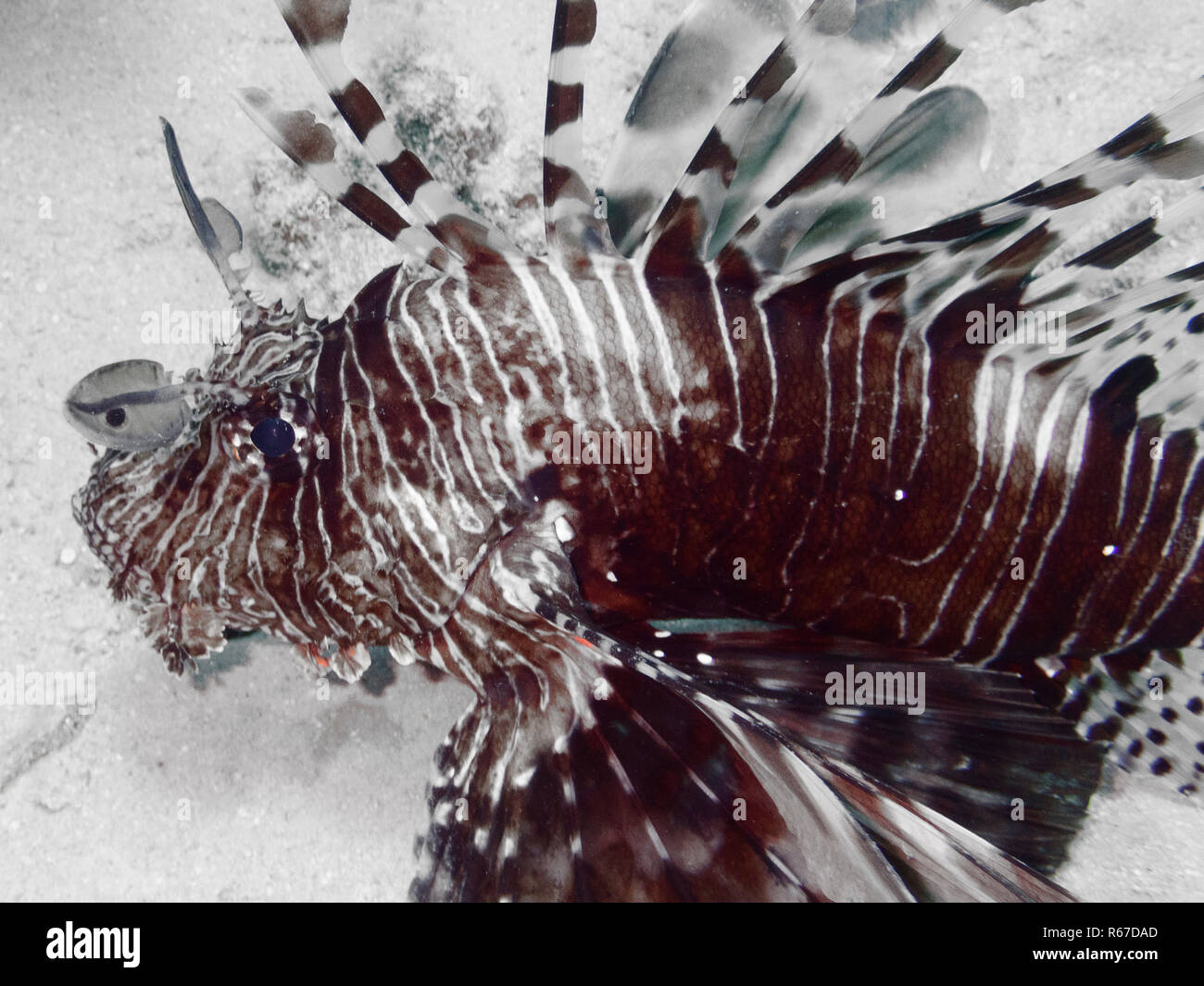 indian lionfish - lionfish Stock Photo - Alamy