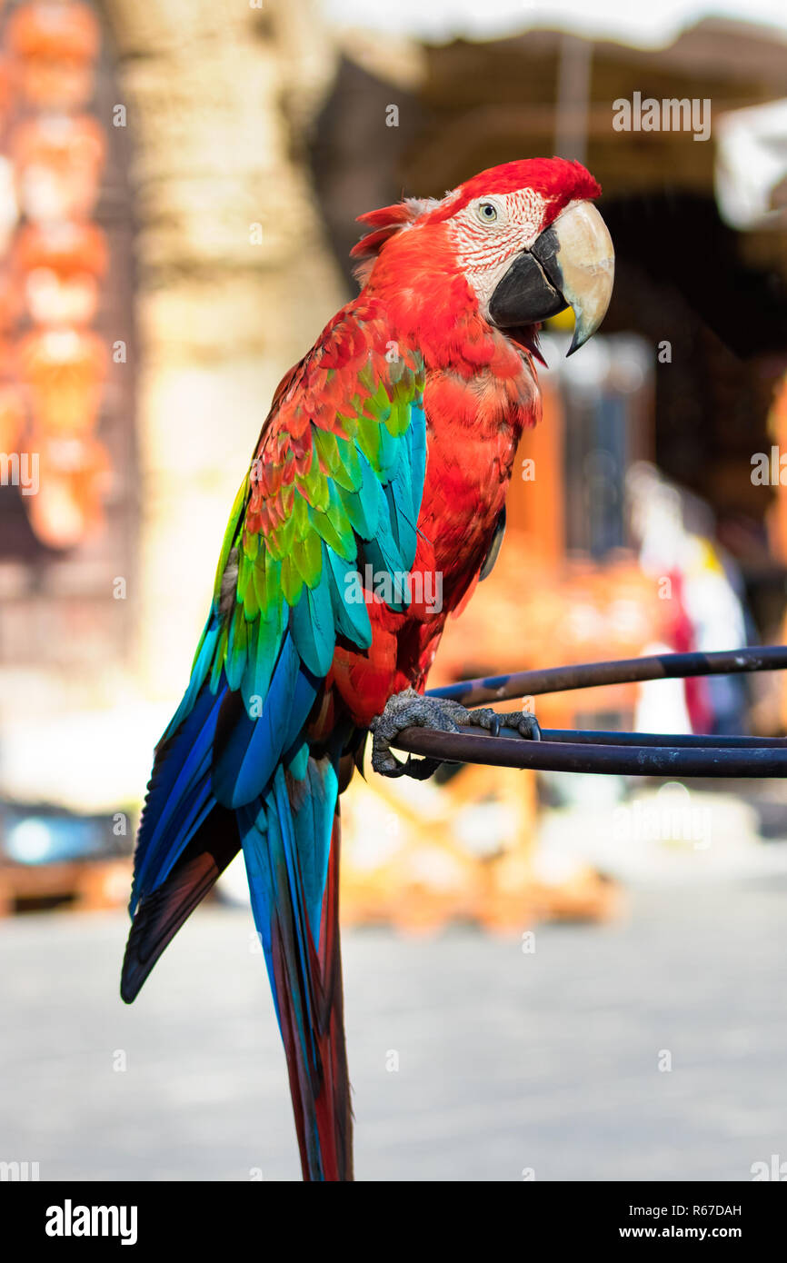 Portrait of a red - green macaw parrot profile view, perched, outdoors ...